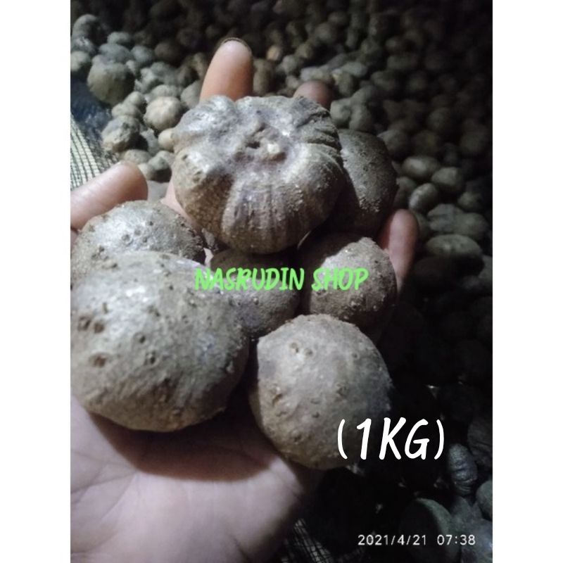 Jual BIBIT PORANG 1KG / BIBIT KATAK PORANG SUPER SIAP TANAM / KATAK ... Jual BIBIT PORANG 1KG / BIBIT KATAK PORANG SUPER SIAP TANAM / KATAK ...