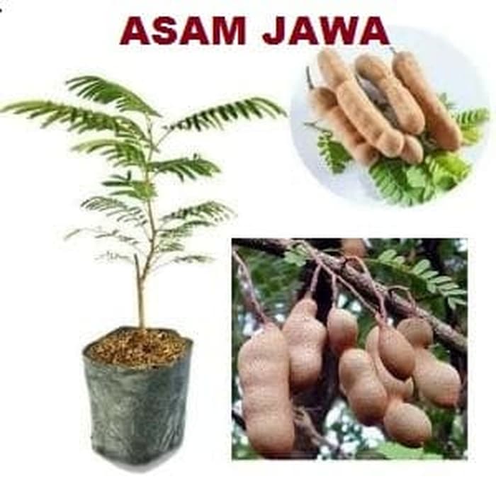 Jual Bibit Tanaman Asam Jawa Tanaman Asem Jawa Pohon Asem Bibit Asam ...