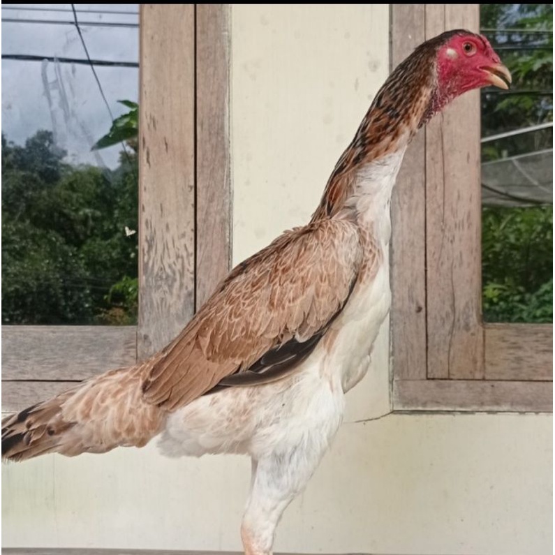 Jual Betina Ayam Shamo Japan Siap Produksi Line Frank Shamo Perfect ...