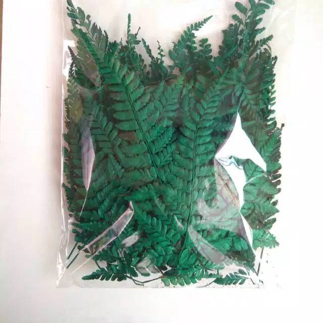 Jual Daun pakis kering hiasan rustic - driedflower - dekorasi | Shopee ...