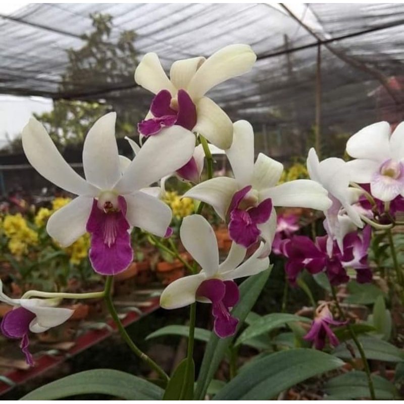 Jual Pohon Anggrek Dendrobium Bunga Putih Lidah Ungu Dewasa Sudah Spike ...