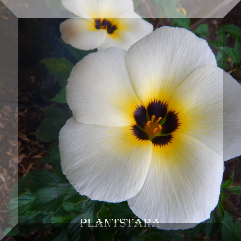 Jual Pohon Tanaman Bunga Yolanda (Ranunculus ) - Bunga Pukul Delapan ...