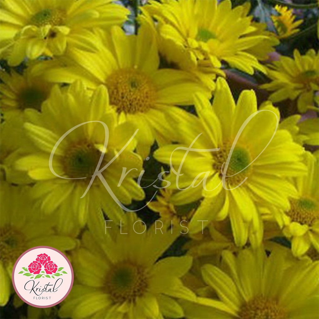 Jual Bunga Aster Monalisa Kuning (Bunga Segar) | Shopee Indonesia