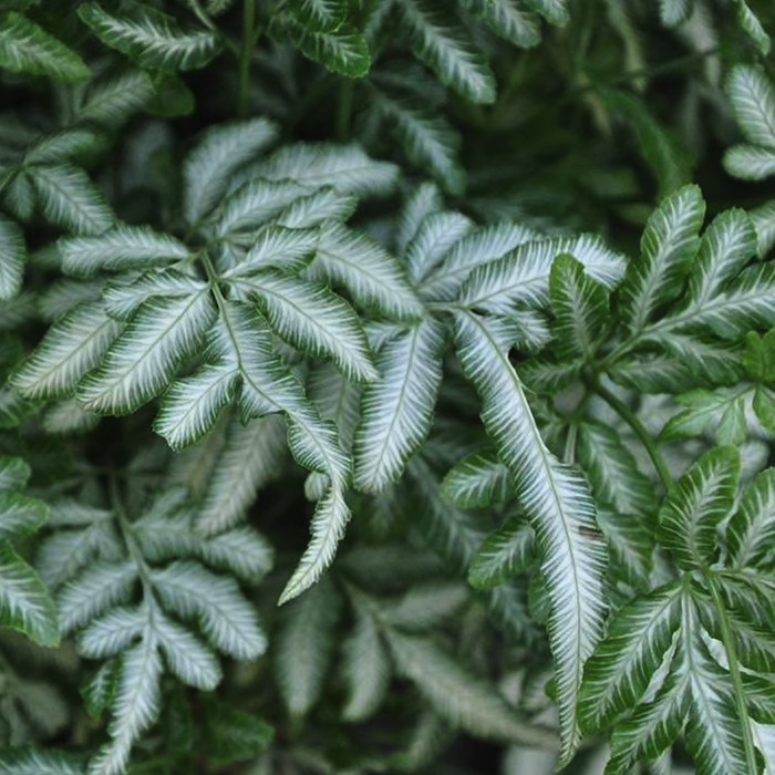 Jual Pteris var. albolineata - Tanaman hias hidup / silverback fern ...