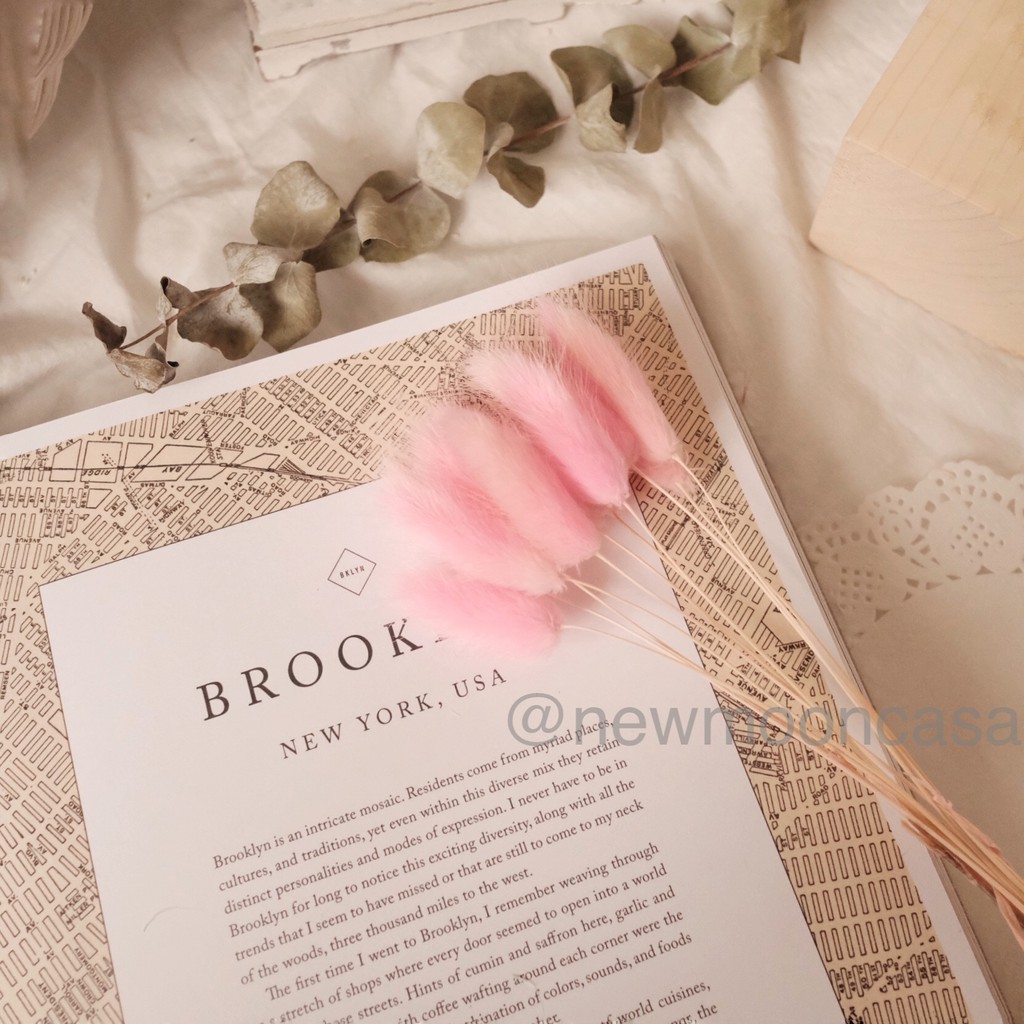 Jual [5/10 TANGKAI] SUPER SALE dried flower bunga kering lagurus bunny ...