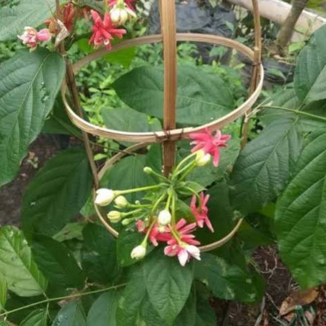 Jual Melati Belanda l Tanaman hias merambat bunga melati belanda ...