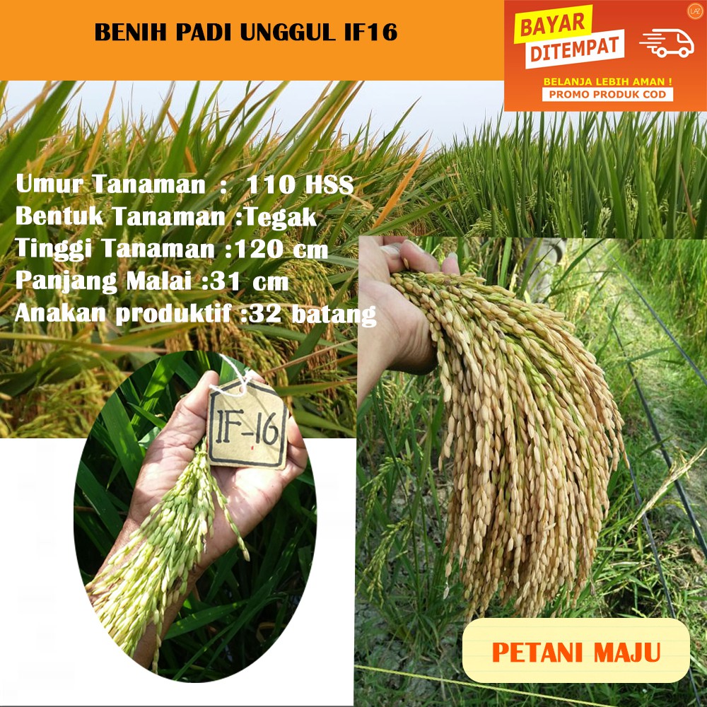 Jual Biji Padi UNGGUL IF16 bobot 5kg | Shopee Indonesia
