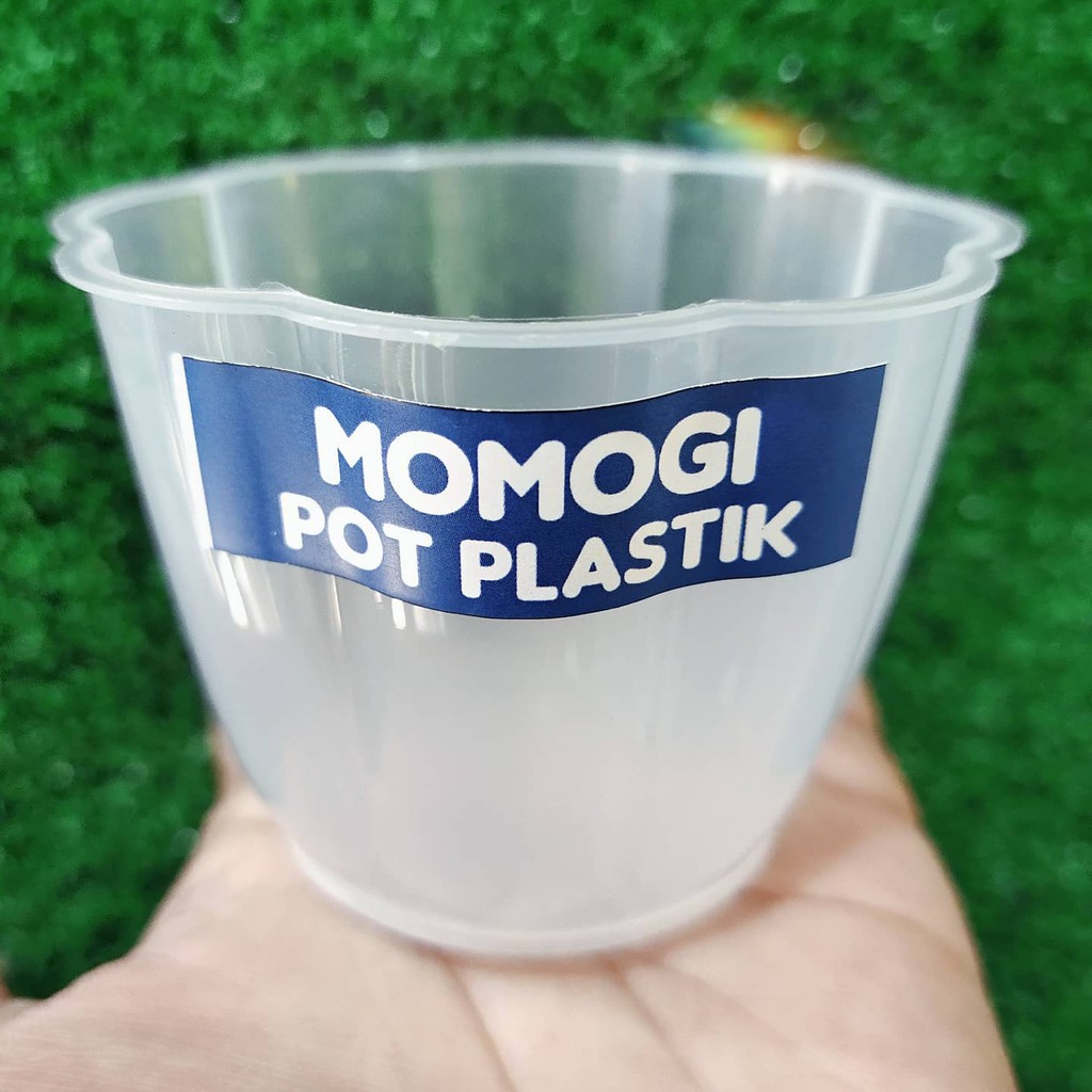 Jual Pot transparan mawar momogi UK 8cm | Shopee Indonesia