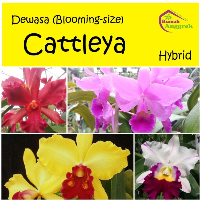 Jual Cattleya Hybrid Dewasa brassavola bibit bunga anggrek hibrida ...