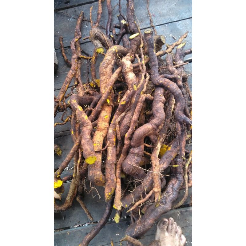 Jual akar kuning (murni bagian akar) | Shopee Indonesia
