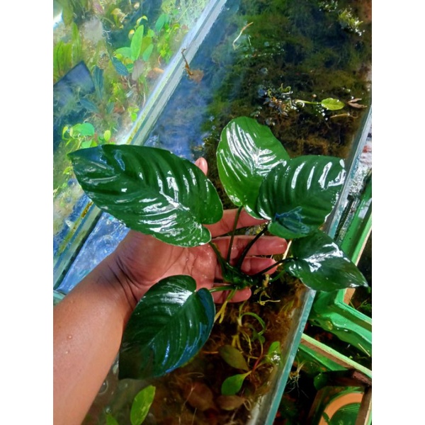 Jual Anubias Barteri Broadleaf | Shopee Indonesia