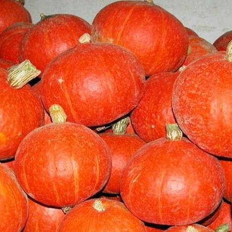 Jual Labu Jepang / labu kuning Kabocha Fresh (MPASI Bayi) | Shopee ...