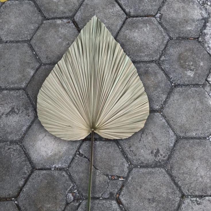 Jual MALL DAUN PALEM / DAUN PALEM KERING UKURAN SEDANG | Shopee Indonesia