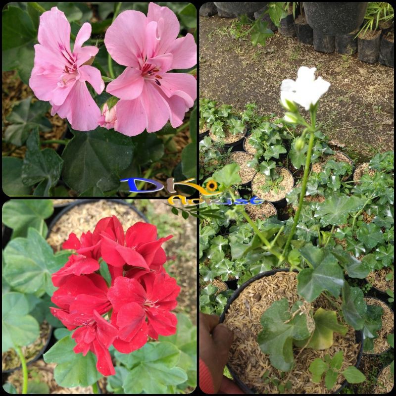 Jual 1 paket tanaman geranium 3 macam warna | Shopee Indonesia