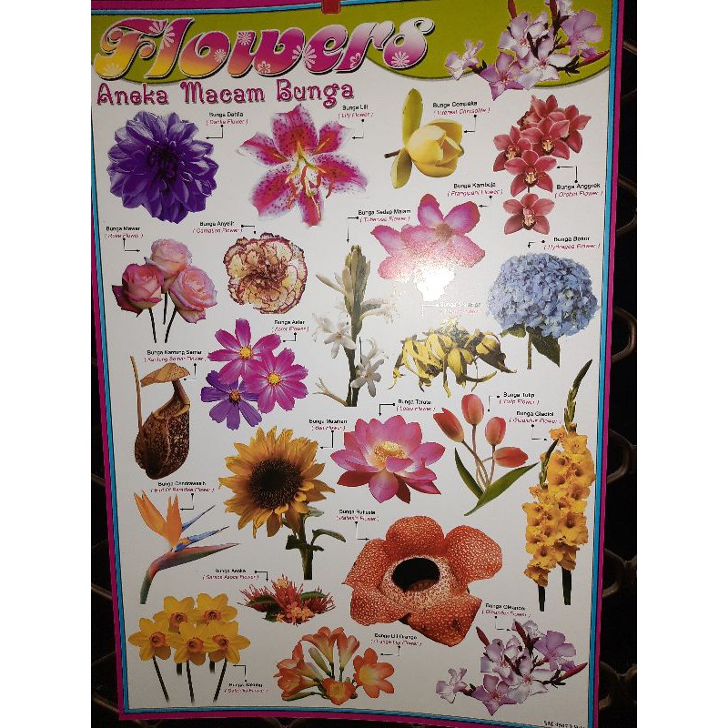 Jual Poster Edukasi Anak Flowers Gambar Bunga Indah Berwarna Bilingual ...