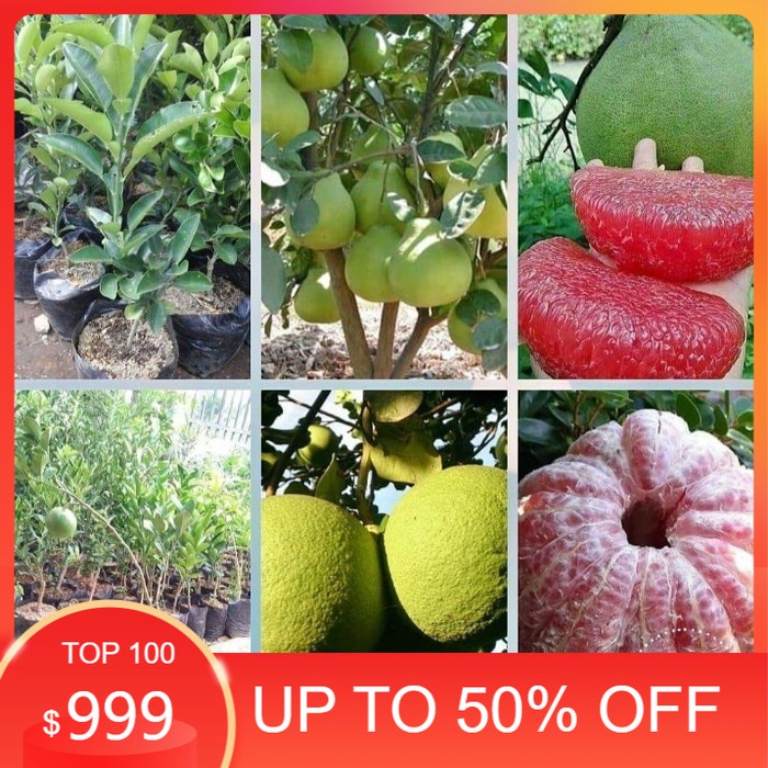 Jual Bibit Tanaman Pohon Jeruk Bali Bibit Jeruk Bali Tanaman Jeruk Bali ...