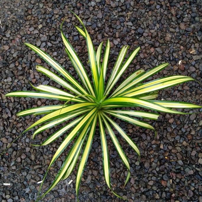 Jual Pandan Variegata Sz Xl/ Tanaman Herbal / Tanaman Hias Zilvatanmart ...