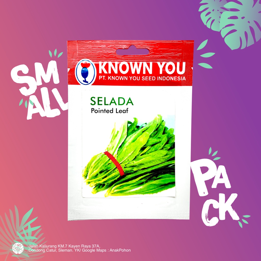 Jual (1 PACK) Benih Selada Wangi Siomak Pointed Leaf Lettuce Seeds ...
