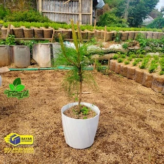 Jual Pohon Pinus Terlengkap & Harga Terbaru Juni 2024 | Shopee Indonesia