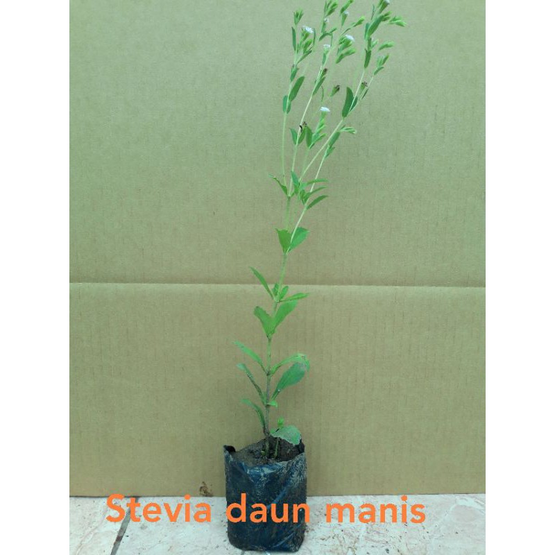 Jual BIBIT STEVIA DAUN MANIS(pengganti gula beli 10 gratis 1) | Shopee ...