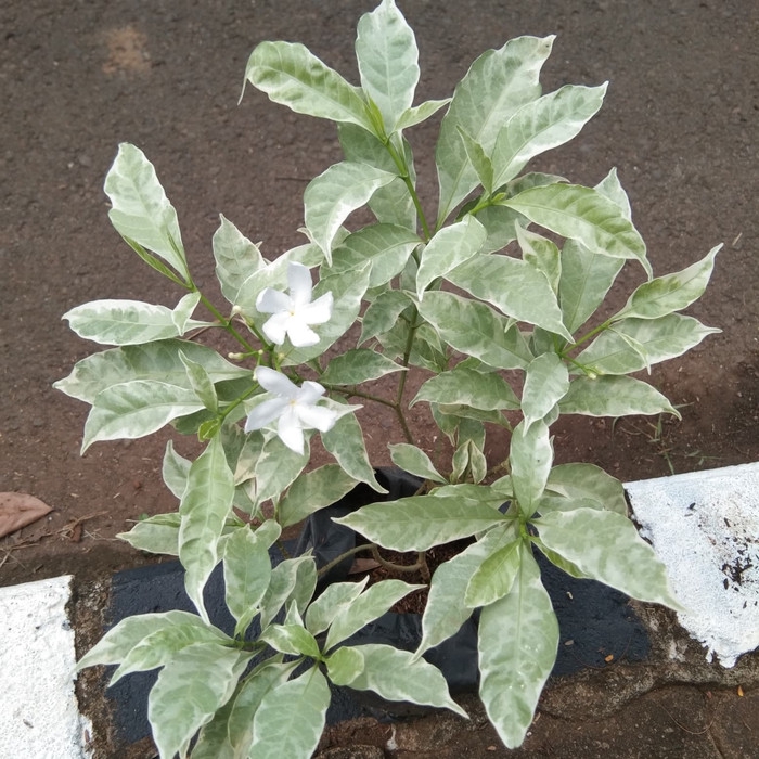 Jual PROMO tanaman hias rombusa putih / pohon rombusa | Shopee Indonesia