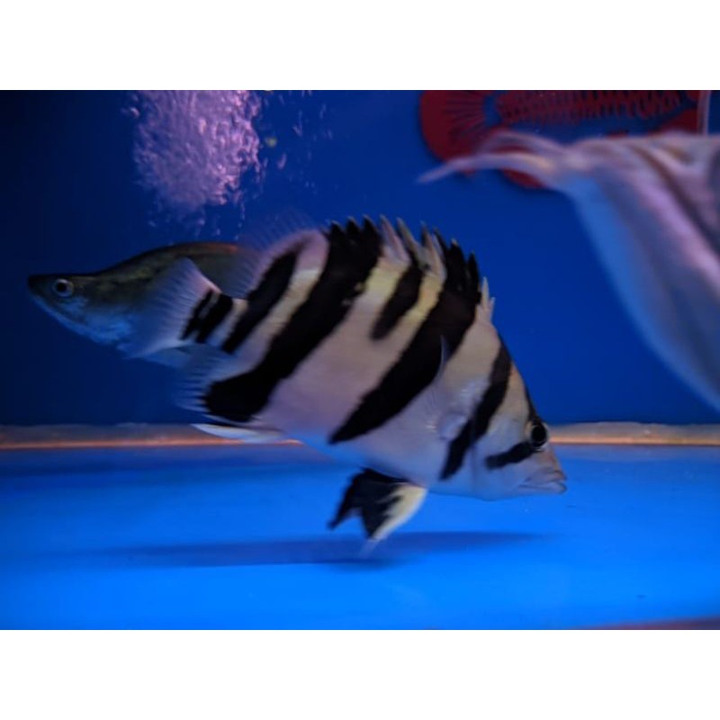 Jual Datz (Datznoid) mixbar 15-20cm real pict cocok untuk tankmate ikan ...