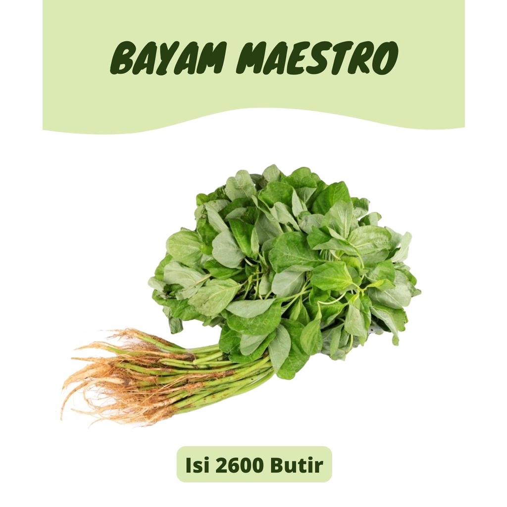 Jual Repack Series - Bibit Tanaman Bayam Maestro Isi 2600 seed | Shopee ...