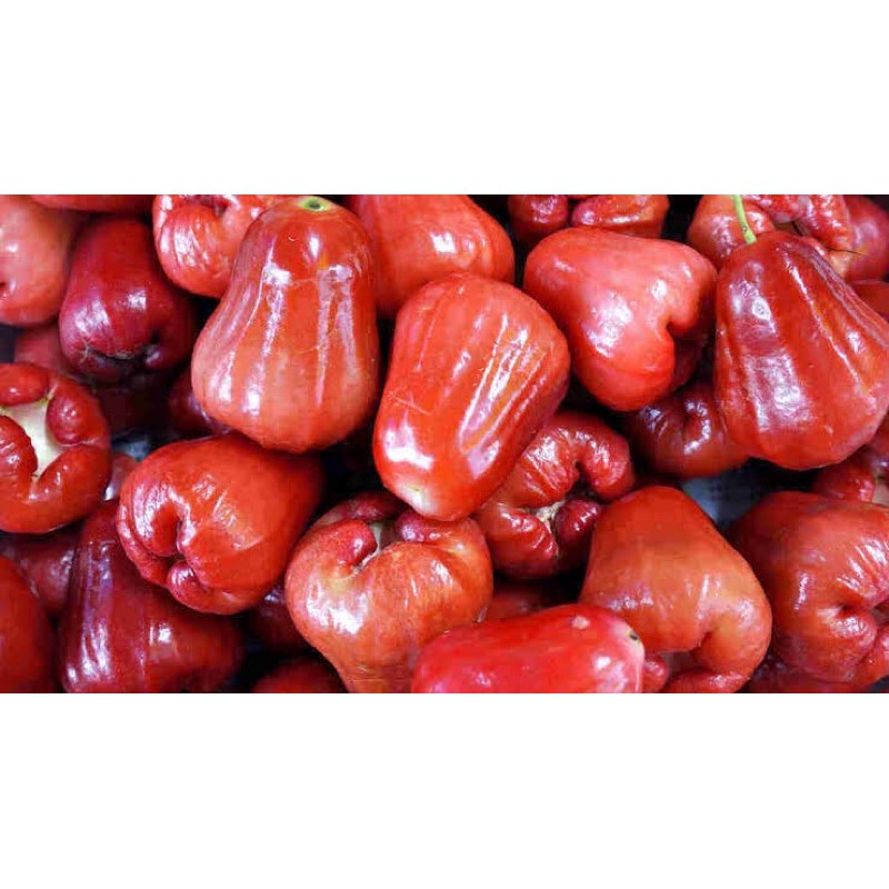 Jual Jambu citra / jambu citra merah | Shopee Indonesia