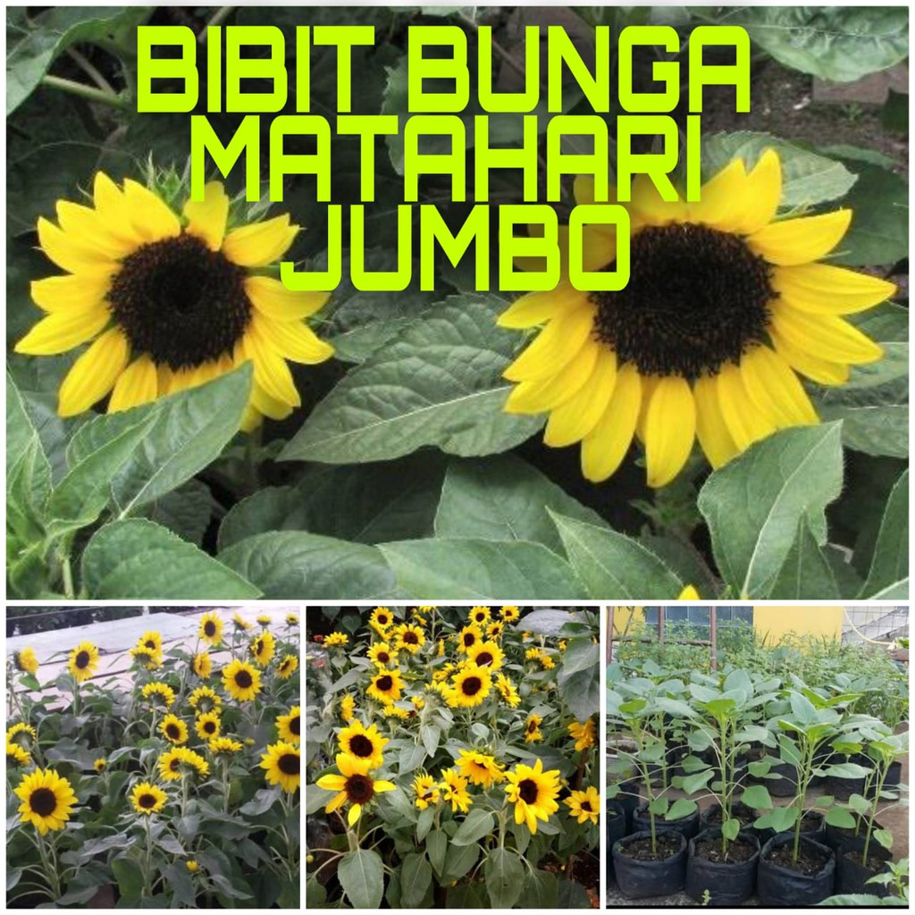 Jual BIBIT BUNGA MATAHARI JUMBO SIAP BERBUNGA | Shopee Indonesia