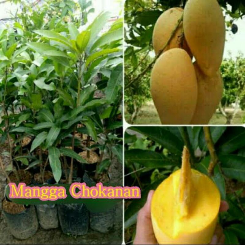 Jual Bibit mangga chokanan thailand cepat berbuah bisa tabulampot ...