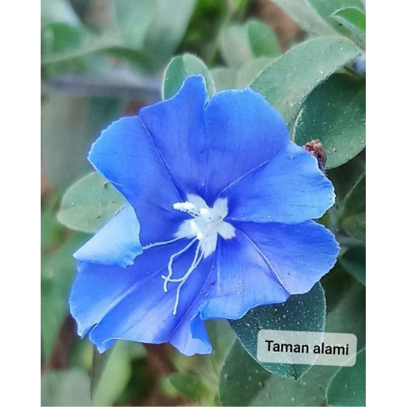 Jual tanaman hias bunga blue eyes - pohon bunga blue eyes | Shopee ...