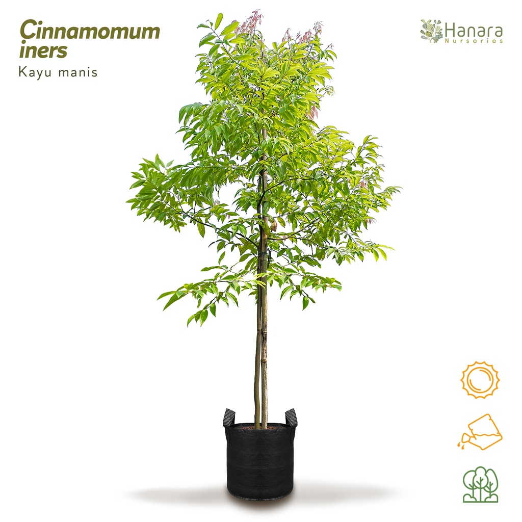 Jual Cinnamomum iners - Kayu manis - pohon instan/instant tree | Shopee ...