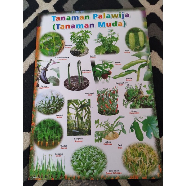 Jual Poster Edukasi Anak Mengenal Tanaman Palawija | Shopee Indonesia