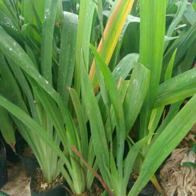 Jual Pohon airis | tanaman airis | Shopee Indonesia