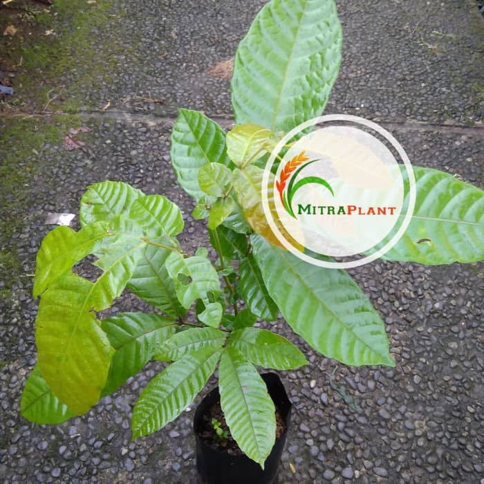 Jual Bibit Pohon Matoa Bibit Tanaman Matoa Pohon Buah Matoa Tanaman ...