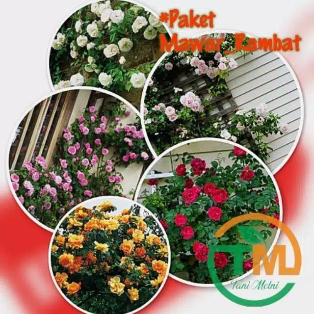 Jual Tanaman Bunga Mawar Rambat (Climbing Rose) | Shopee Indonesia