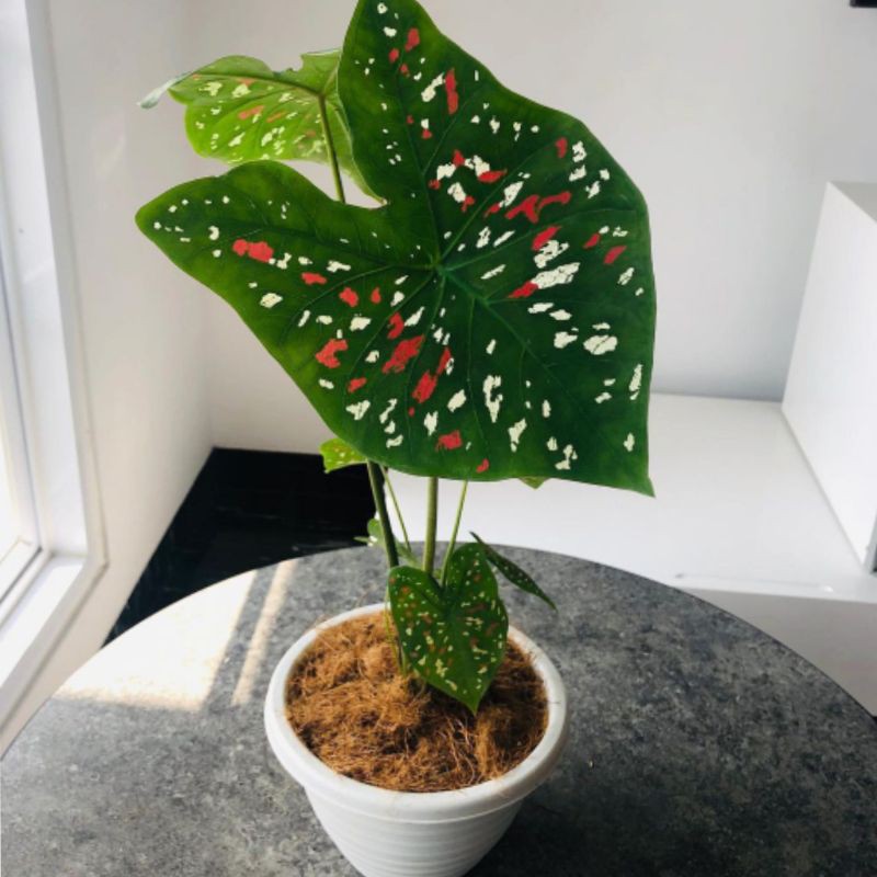 Jual Caladium Tricolor | Shopee Indonesia