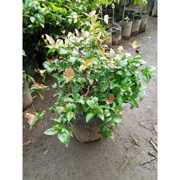 Jual Tanaman dewandaru / Tanaman ceremai belanda BIG SIZE RIMBUN ...