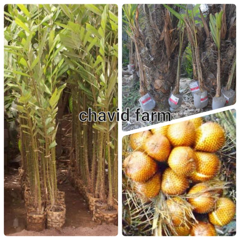 Jual Bibit salak pondoh madu cangkokan kwalitas super asli manis ...