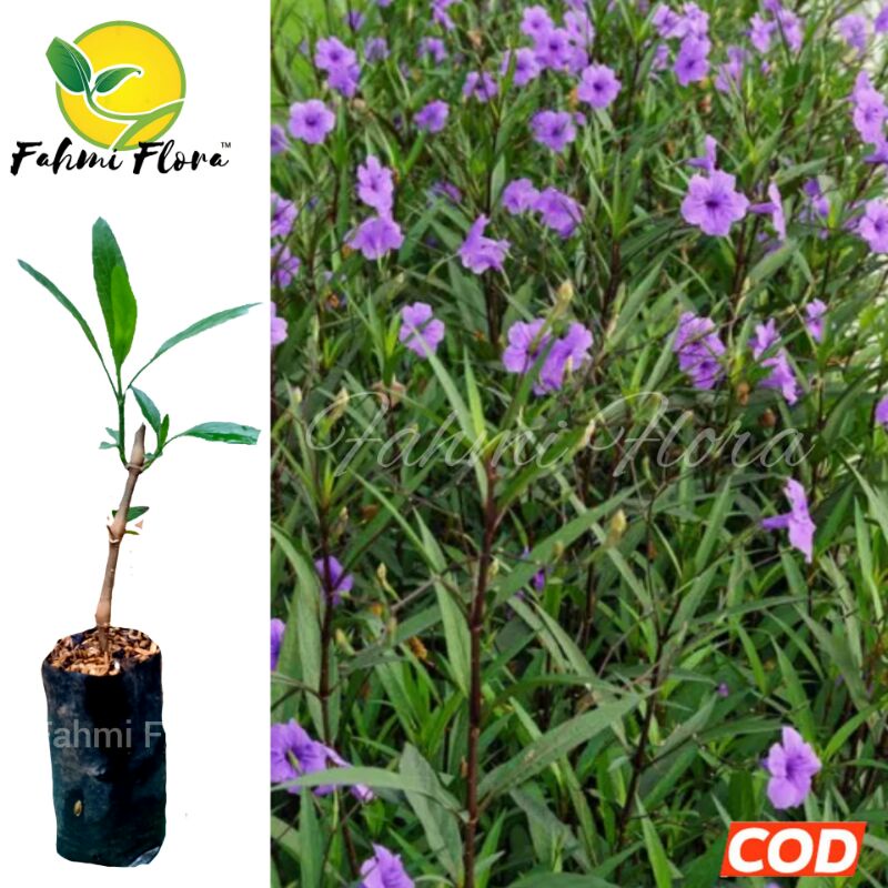 Jual Ruellia ungu (Ruellia simplex/mexican petunia) | Shopee Indonesia