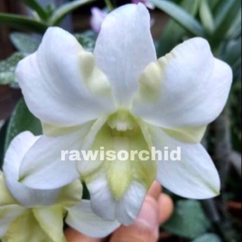 Jual Anggrek Dendrobium Liberty White | Shopee Indonesia