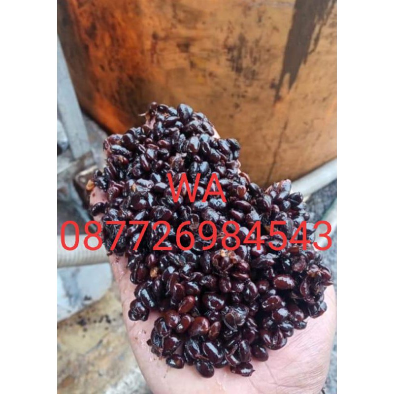 Jual Ampas kecap / kedelai hitam malika / pakan ternak. | Shopee Indonesia