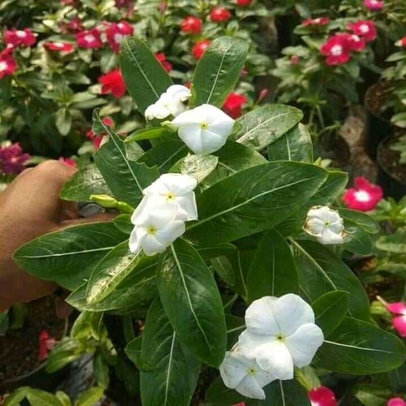 Jual bunga tapak dara/vinca tegak putih murah | Shopee Indonesia
