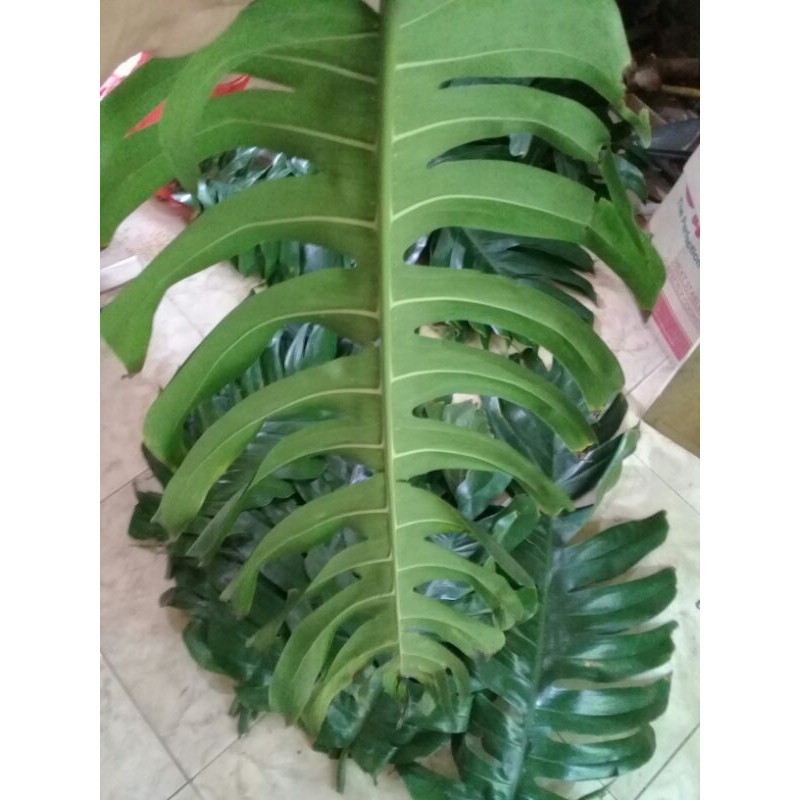 Jual Daun ekor naga segar 500 gram | Shopee Indonesia