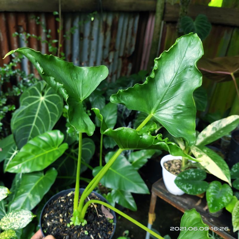 Jual Alocasia Cucullata Crinkle 'Triangularis' | Shopee Indonesia