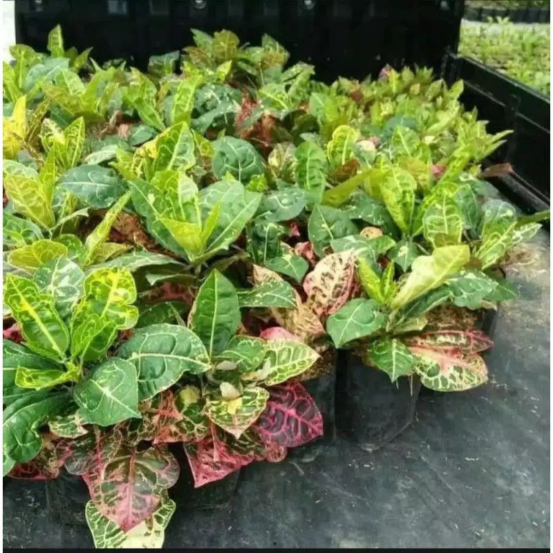 Jual TANAMAN HIAS PURING KURA - PURING KURA | Shopee Indonesia