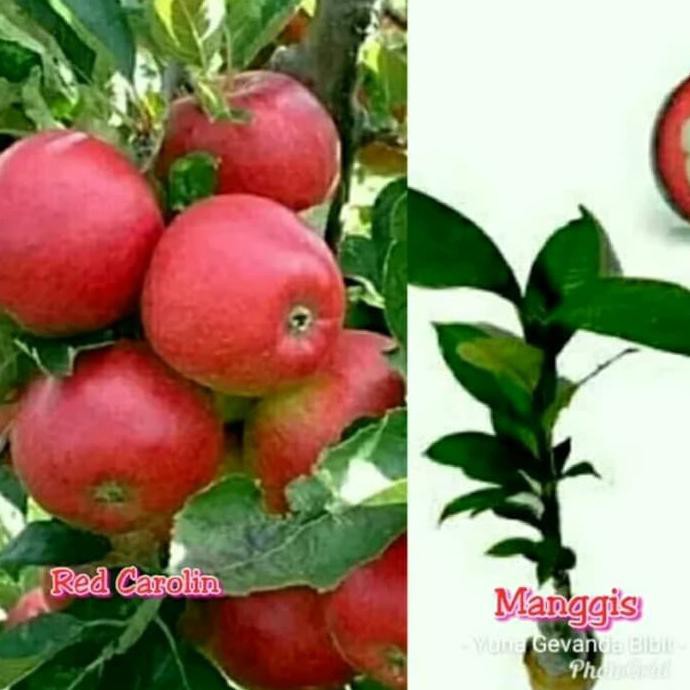 Jual Ingat Paket 2 Bibit Tanaman Buah Apel Merah Red Carolin Dan ...