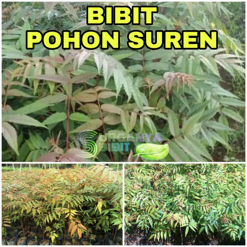 Jual PROMO BIBIT POHON SUREN BELI 10 BONUS 5 | Shopee Indonesia