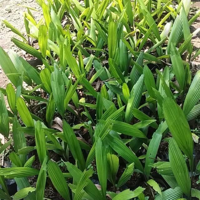 Jual Bibit Palem Kol - Palm Kol - Palem Kipas -Palm Kipas | Shopee ...