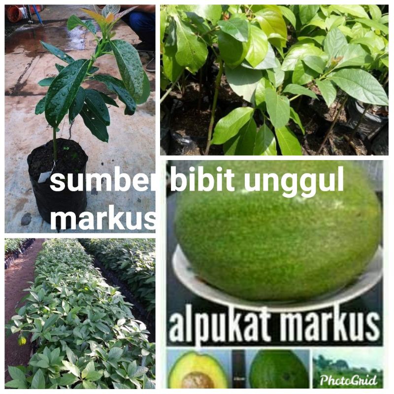 Jual bibit alpukat markus (cod) | Shopee Indonesia